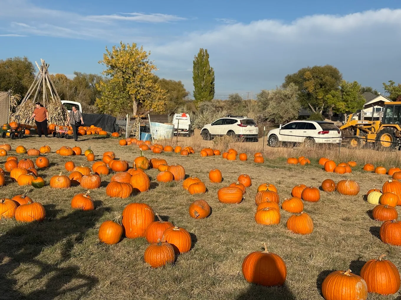 Pumpkin Patch | Frontierhouse